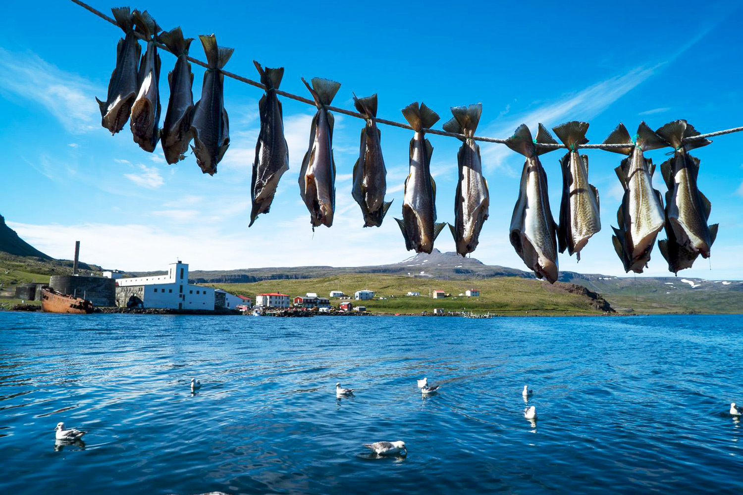 Fish-on-a-string - Vestnorden